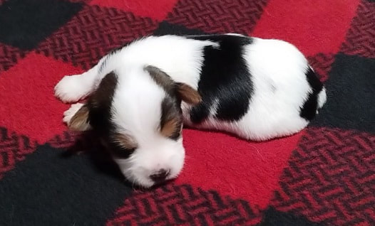 Parti Yorkie Puppies - WINTERBROOK KENNEL AKC PARTI YORKIES and AKC ...