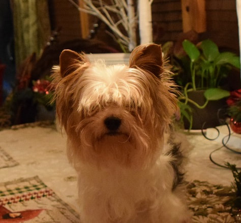 SIRES - WINTERBROOK KENNEL AKC PARTI YORKIES and AKC GOLDEN RETRIEVERS ...
